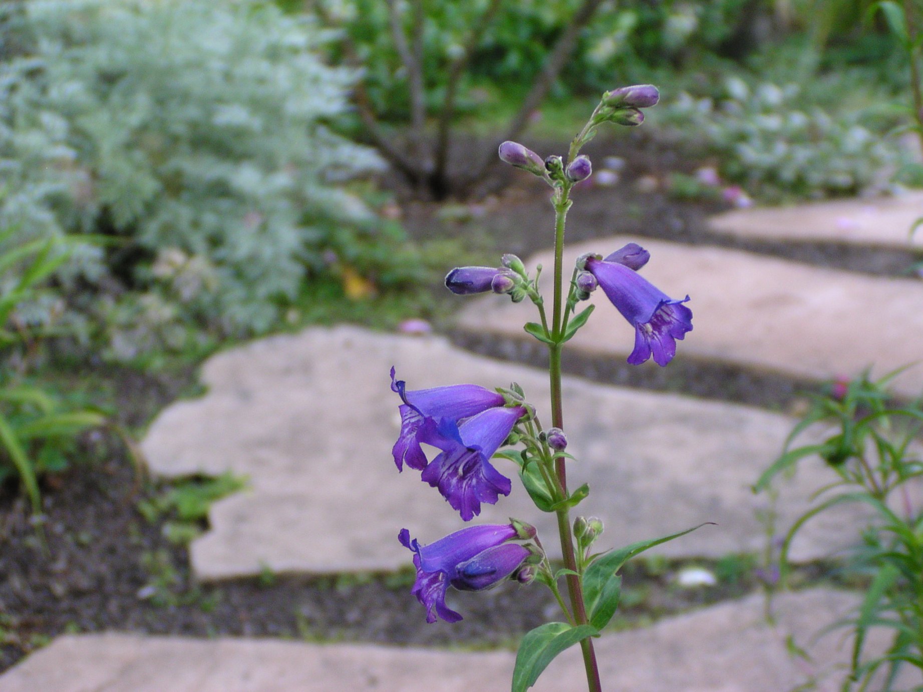 Penstemon Midnight Blue