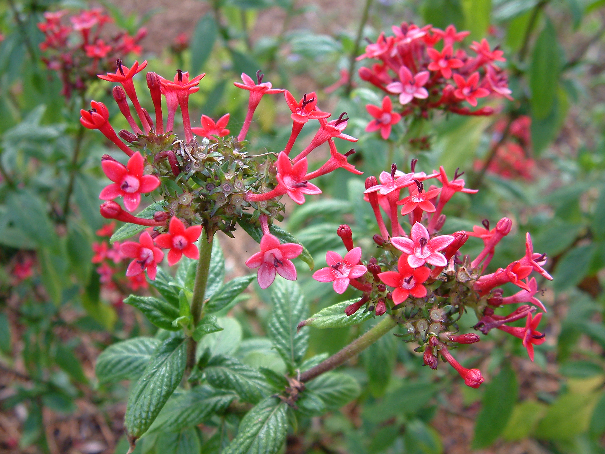 Rose Pentas Starcluster