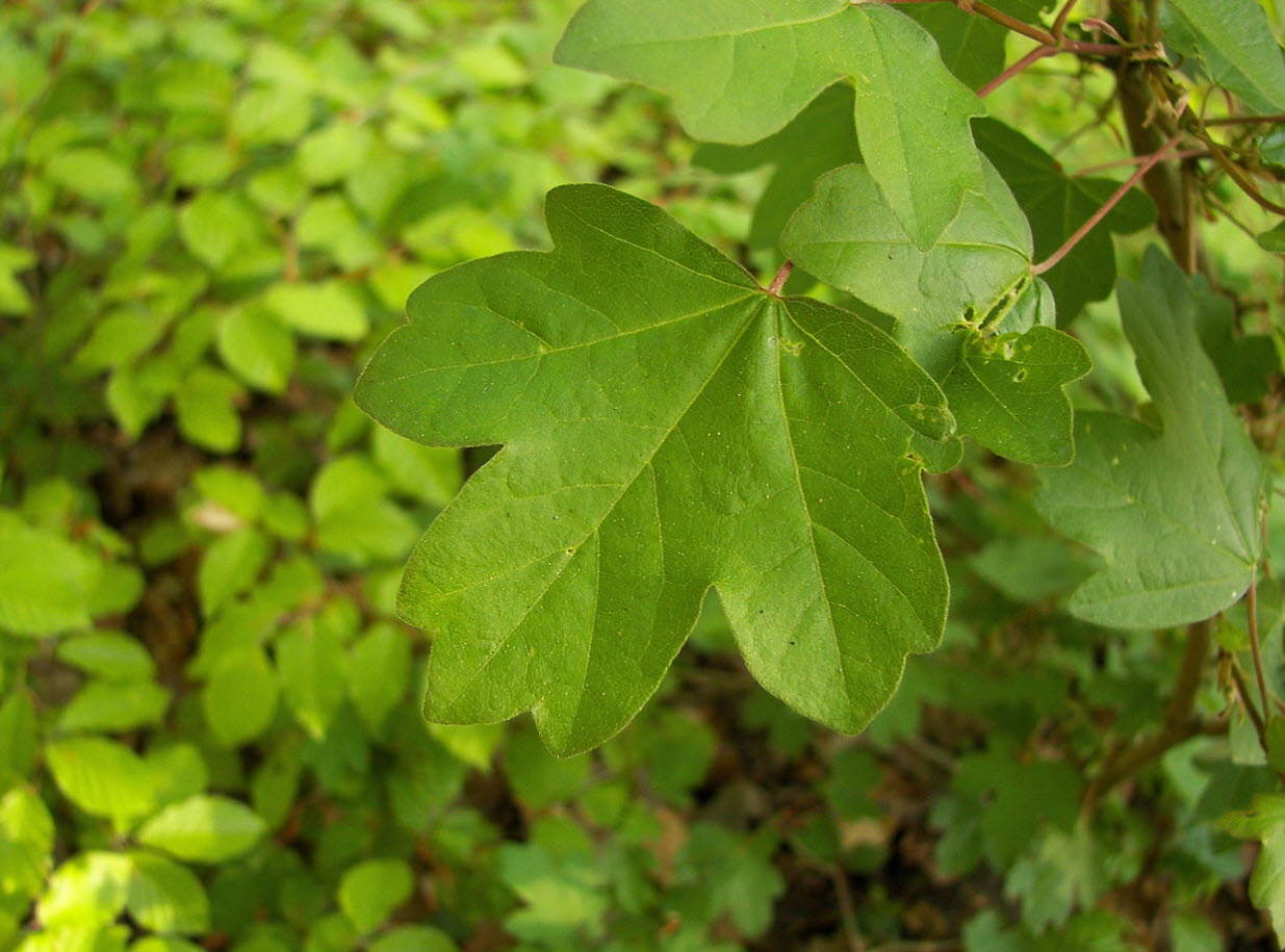 Acer campestre - Hedge Maple | PlantMaster