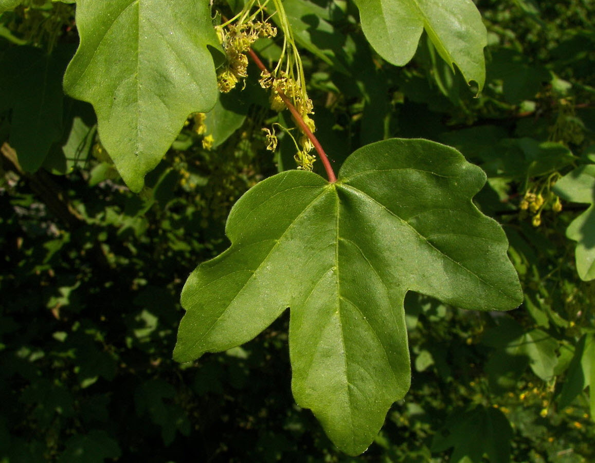 Acer campestre - Hedge Maple | PlantMaster