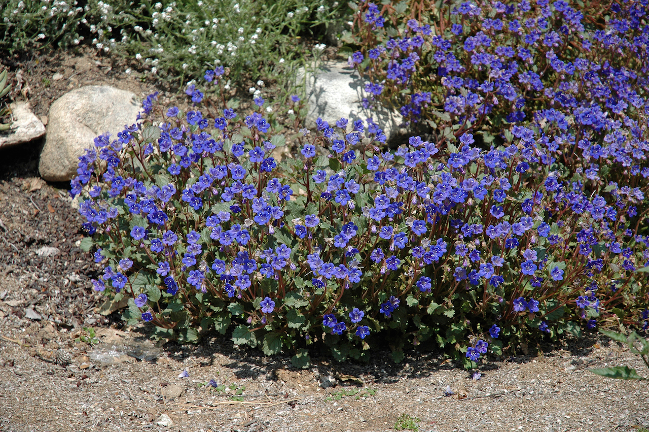 Phacelia companularia - Desert Bluebells | PlantMaster