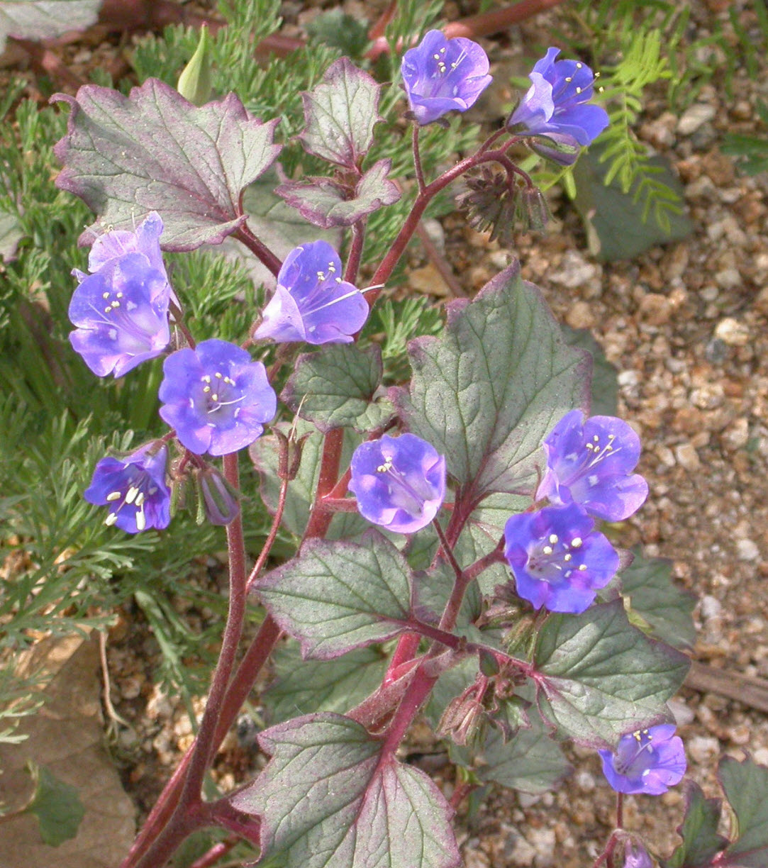 Phacelia companularia - Desert Bluebells | PlantMaster