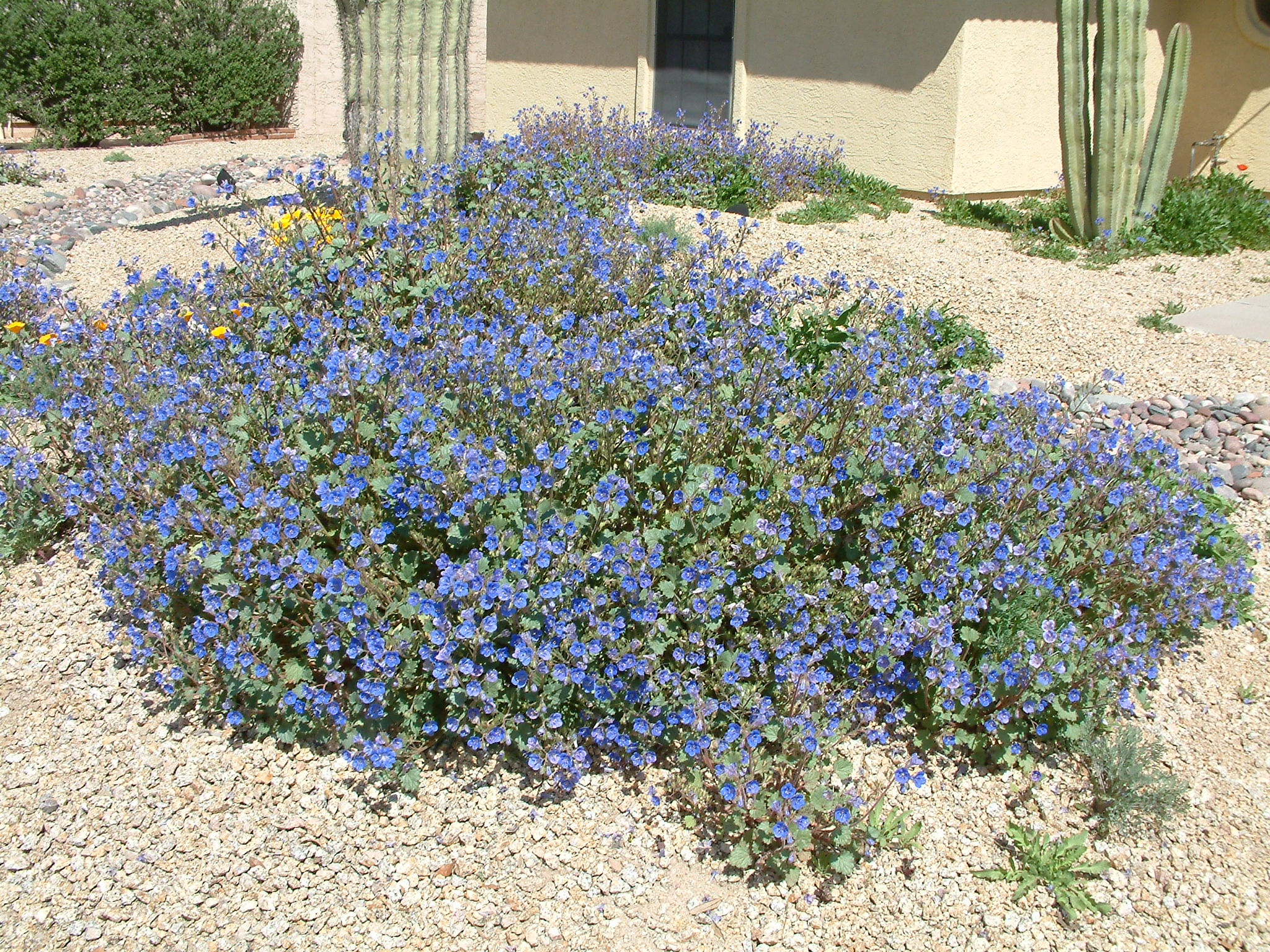 Phacelia companularia - Desert Bluebells | PlantMaster