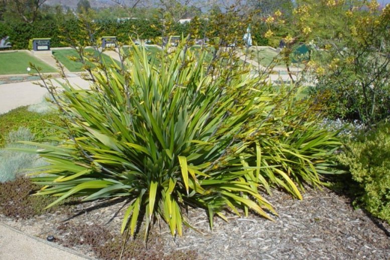 Phormium cookianum - Mountain Flax | PlantMaster
