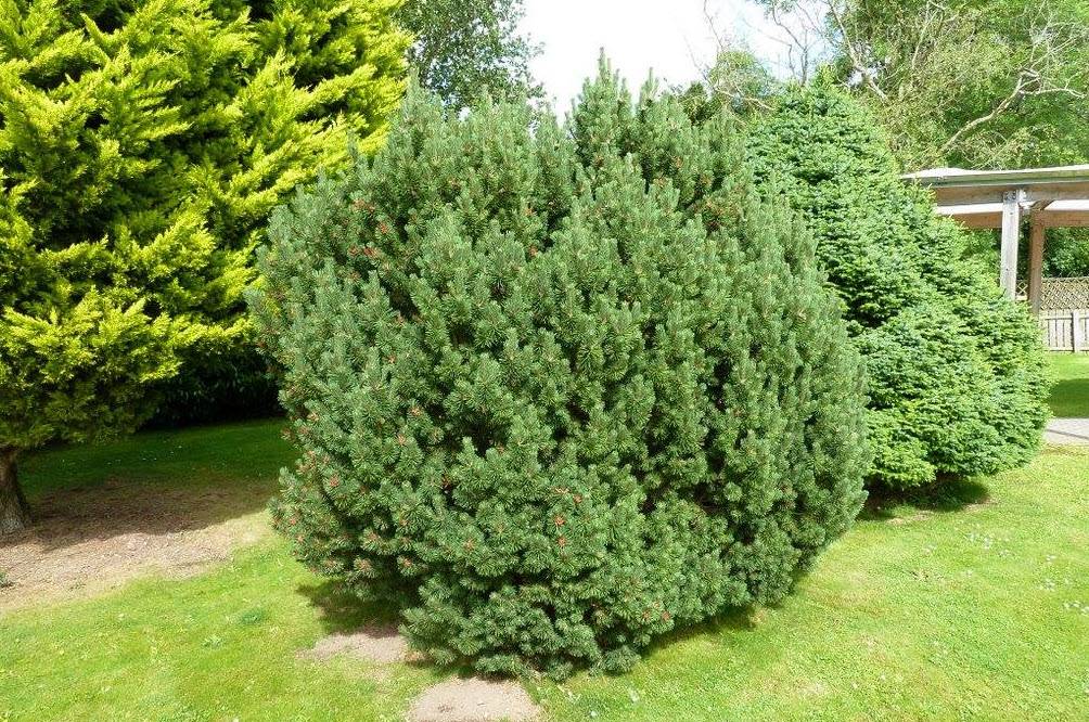 Nana Dwarf Serbian Spruce Serbian Spruce (Picea Omorika 'Nana') In The
