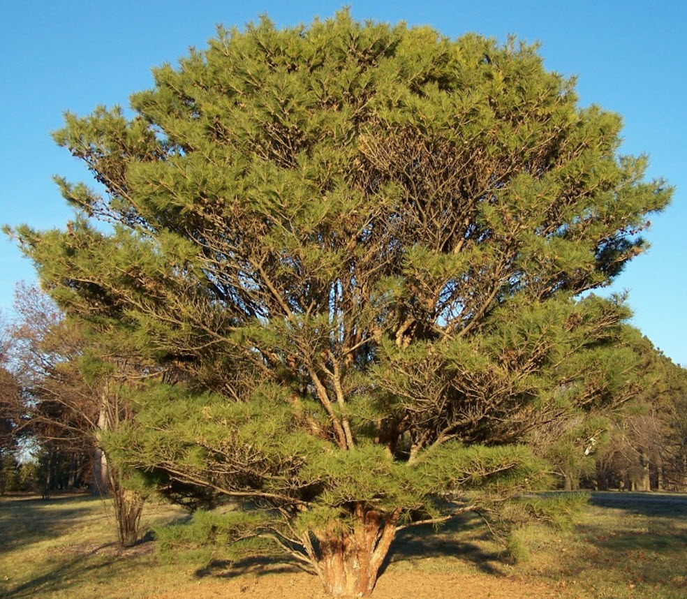 Japanese Red Pine