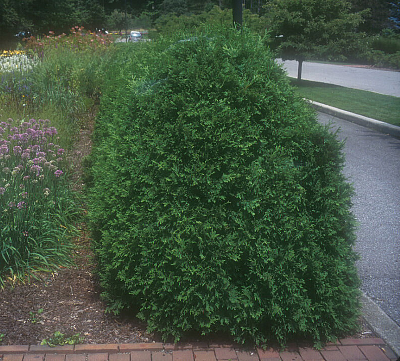 Platycladus orientalis 'Techny' - Techy Arborvitae | PlantMaster