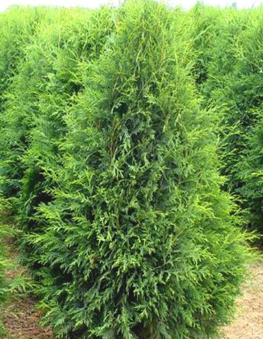 Platycladus orientalis 'Techny' - Techy Arborvitae | PlantMaster
