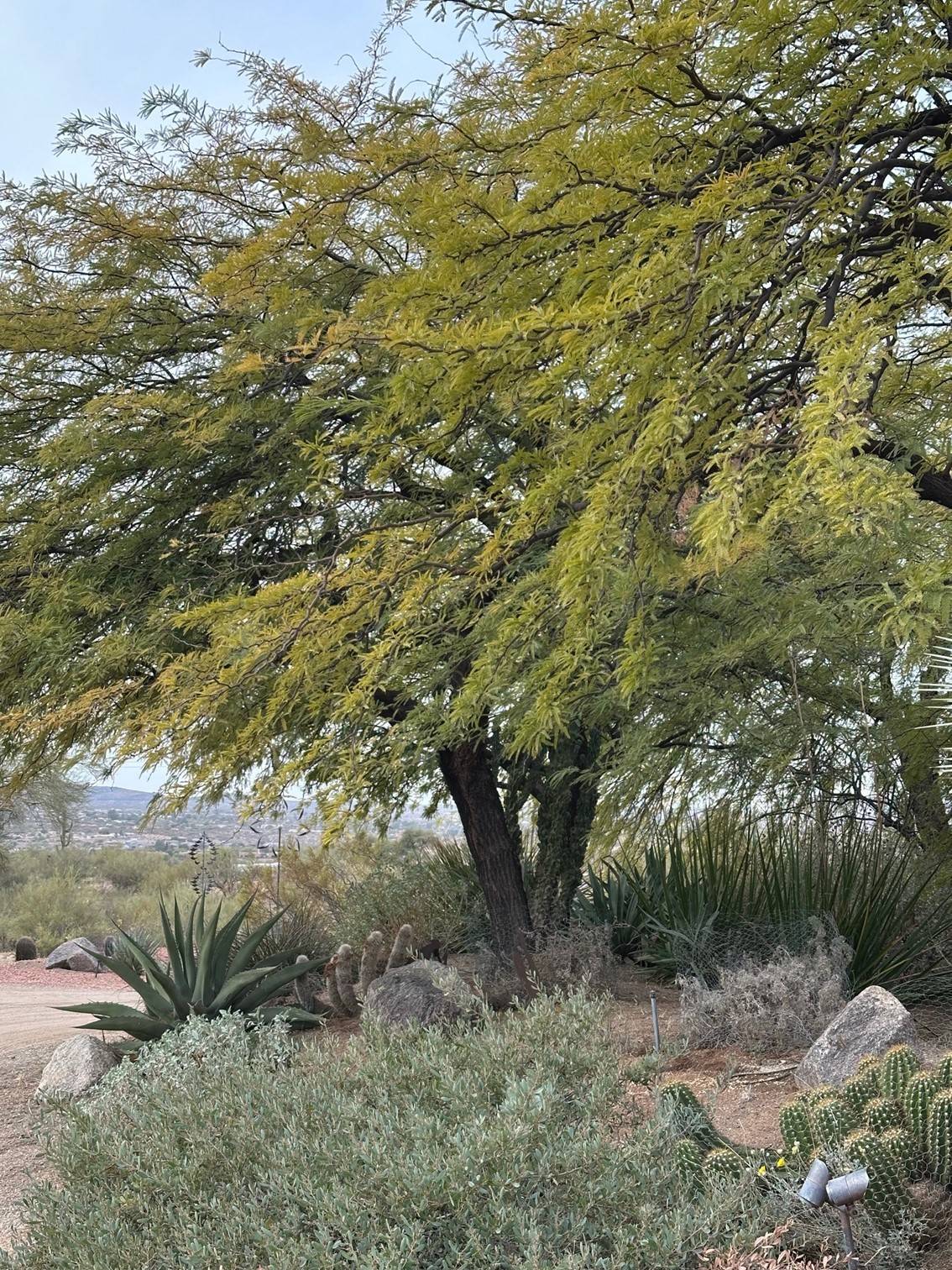 Prosopis velutina - Arizona Velvet Mesquite | PlantMaster