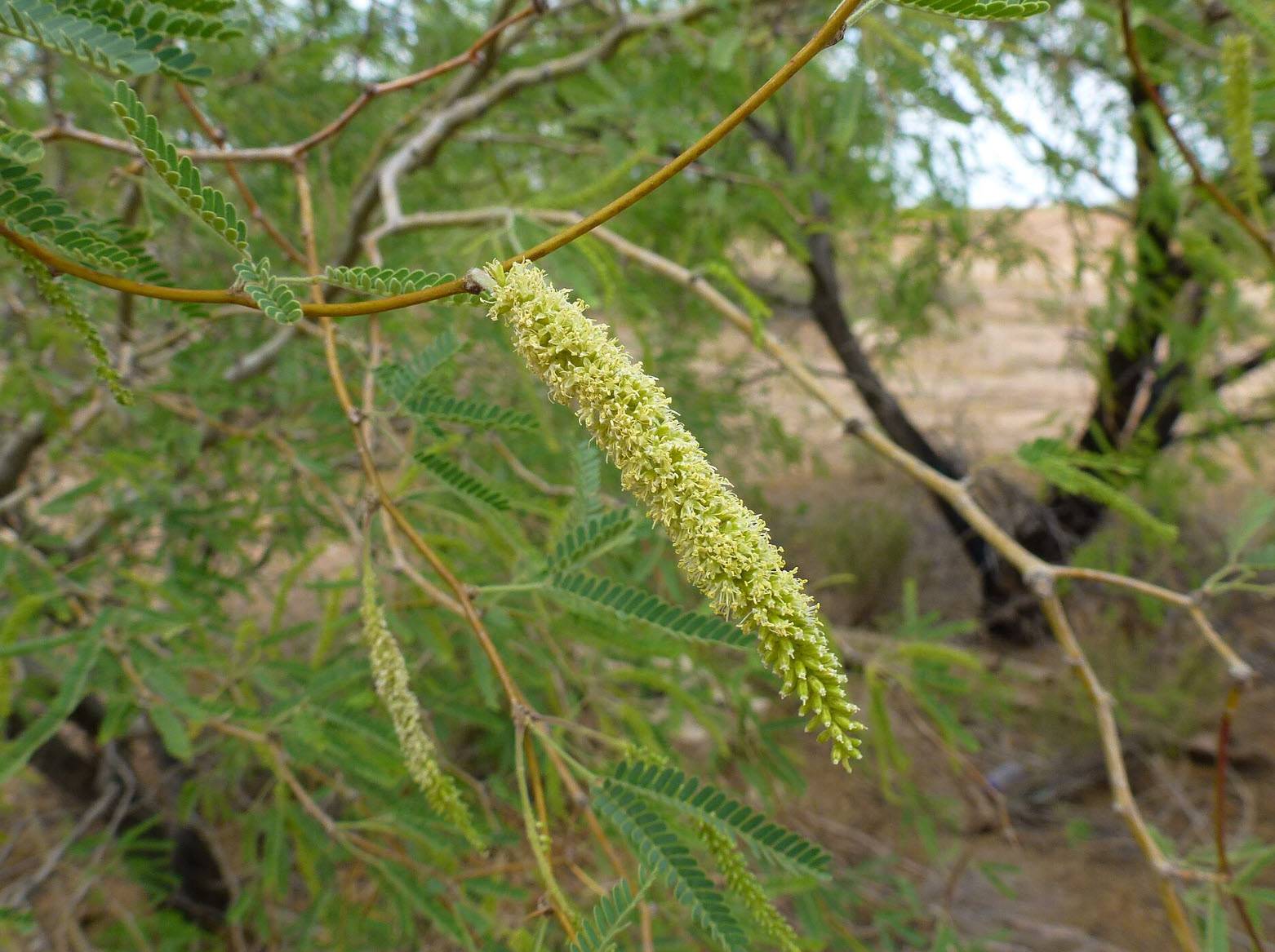 Prosopis Velutina Velvet Mesquite (Prosopis Velutina) Close Up Of