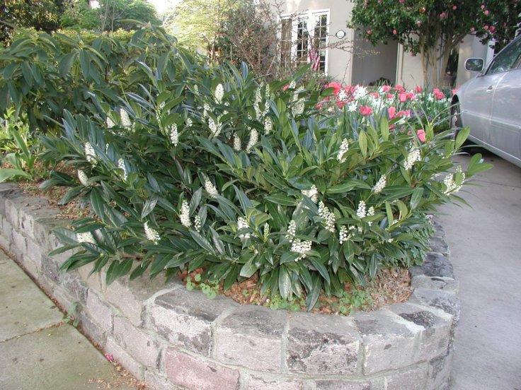 Otto Luyken Dwarf Cherry Laurel Prunus Laurocerasus 39otto