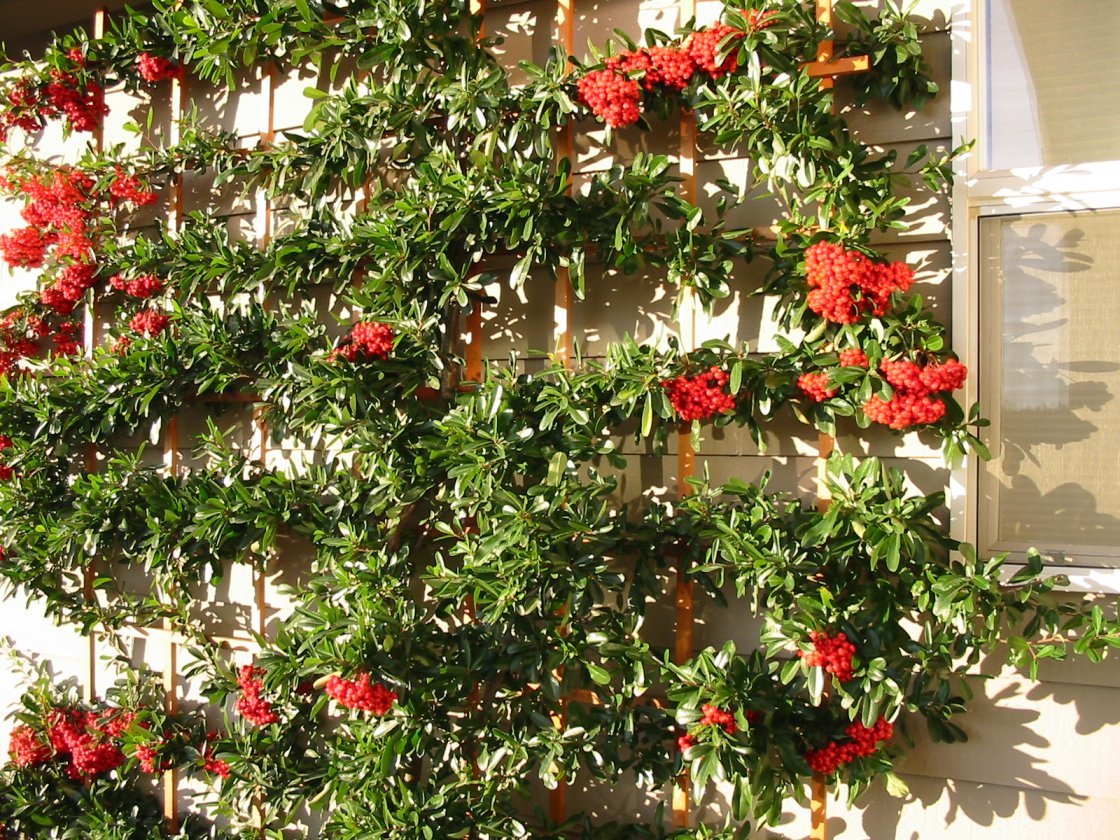 Pyracantha koidzumii 'Victory' - Firethorn | PlantMaster