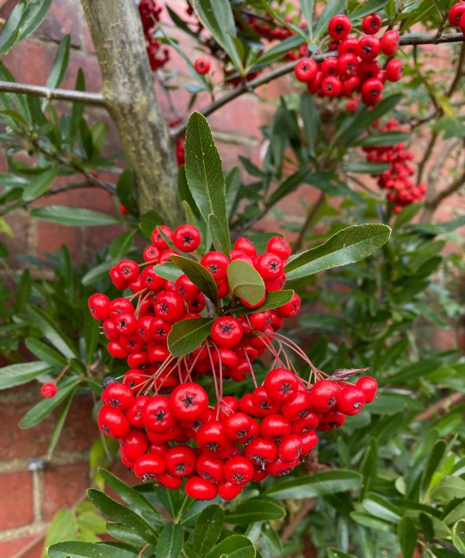 Pyracantha koidzumii 'Victory' - Firethorn | PlantMaster