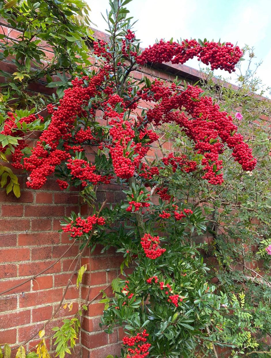 Pyracantha koidzumii 'Victory' - Firethorn | PlantMaster