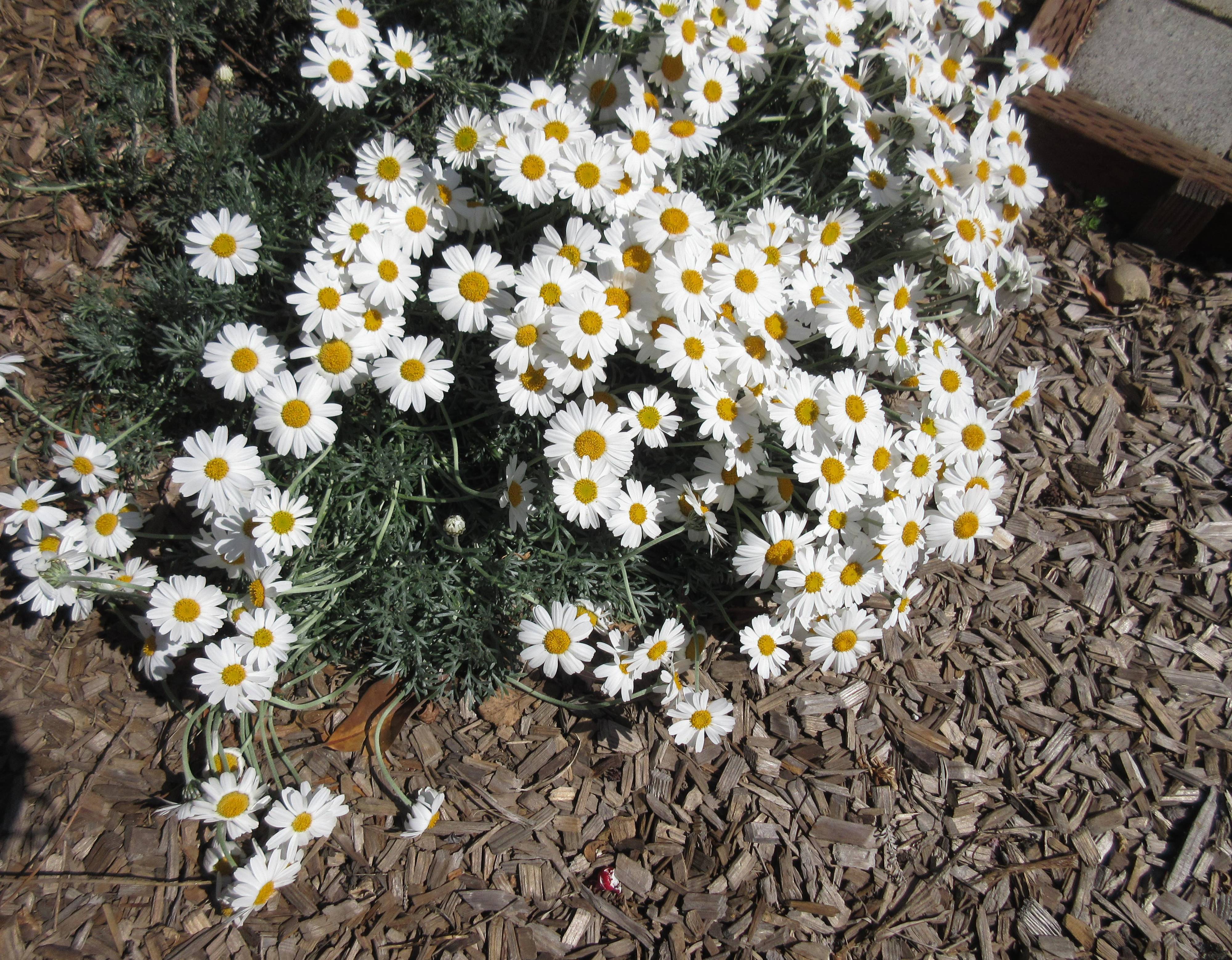 Pyrethropsis hosmariense - Moroccan Daisy | PlantMaster