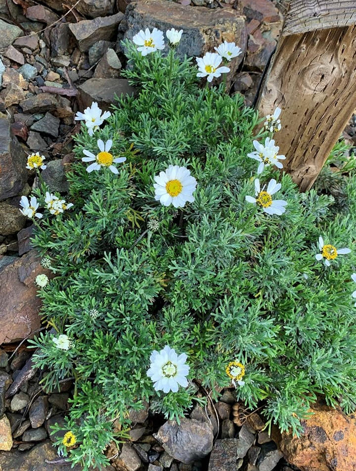 Pyrethropsis hosmariense - Moroccan Daisy | PlantMaster