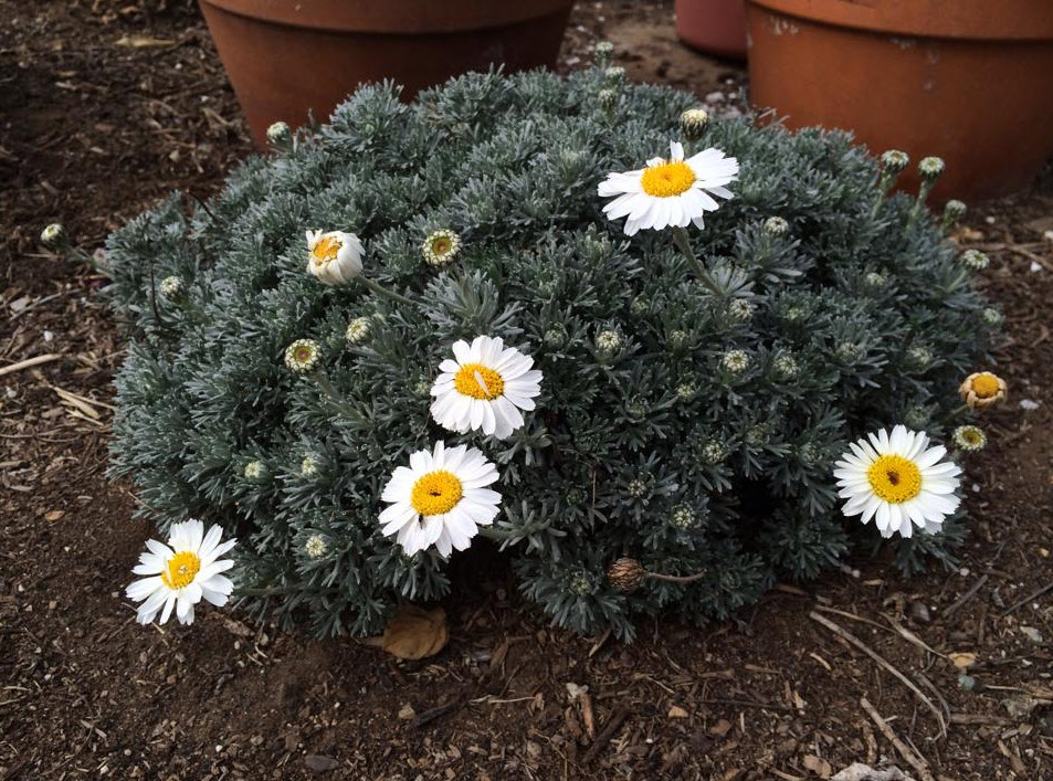 Pyrethropsis hosmariense - Moroccan Daisy | PlantMaster