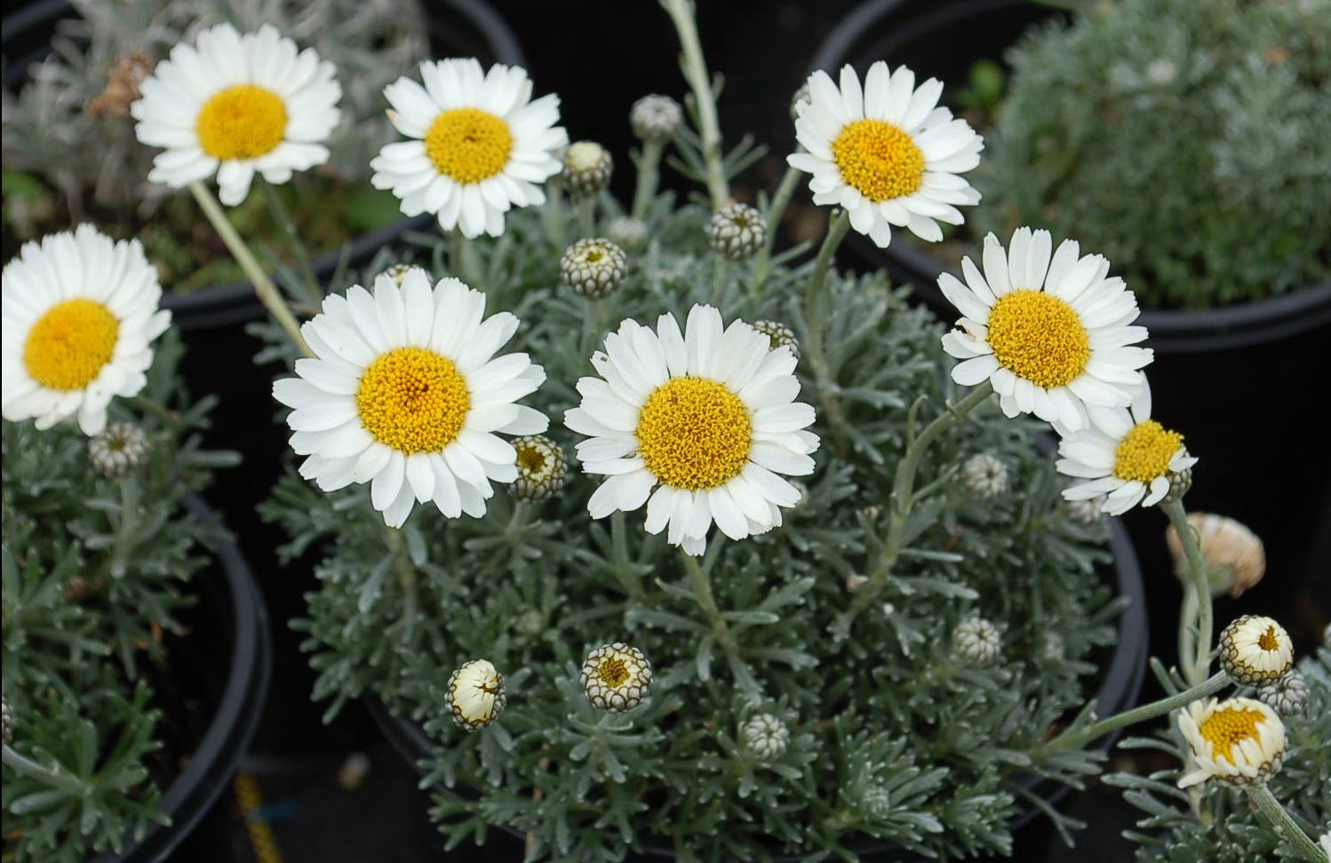 Pyrethropsis hosmariense - Moroccan Daisy | PlantMaster