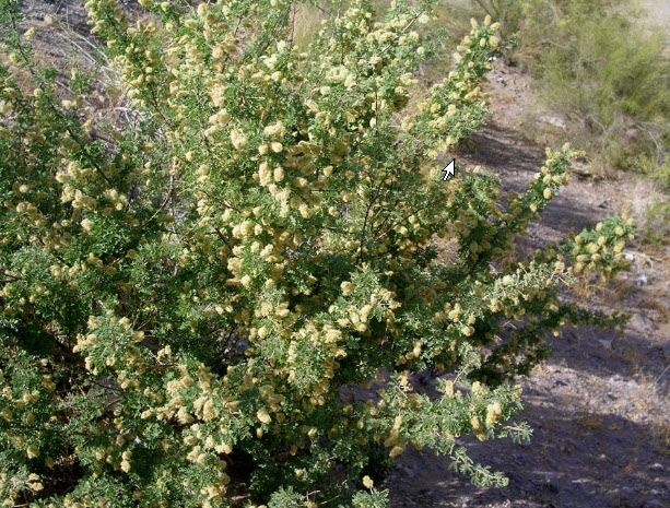 Acacia greggii - Catclaw Acacia | PlantMaster