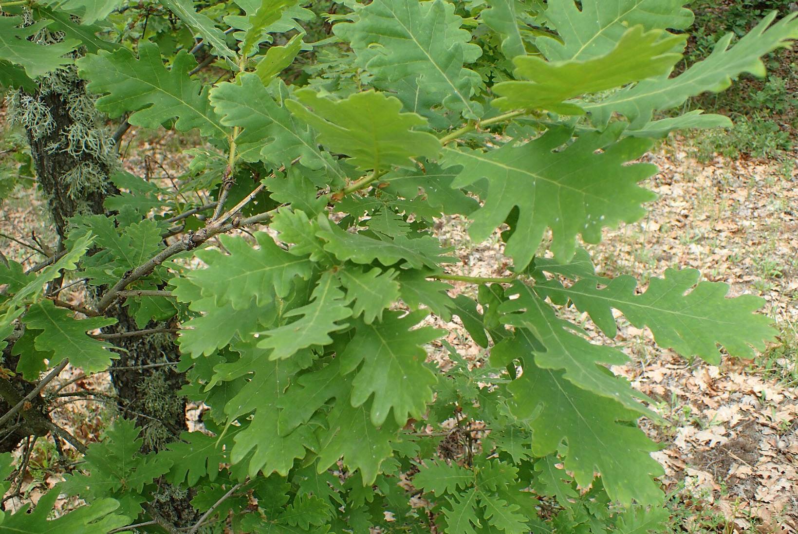Quercus frainetto - Hungarian Oak | PlantMaster