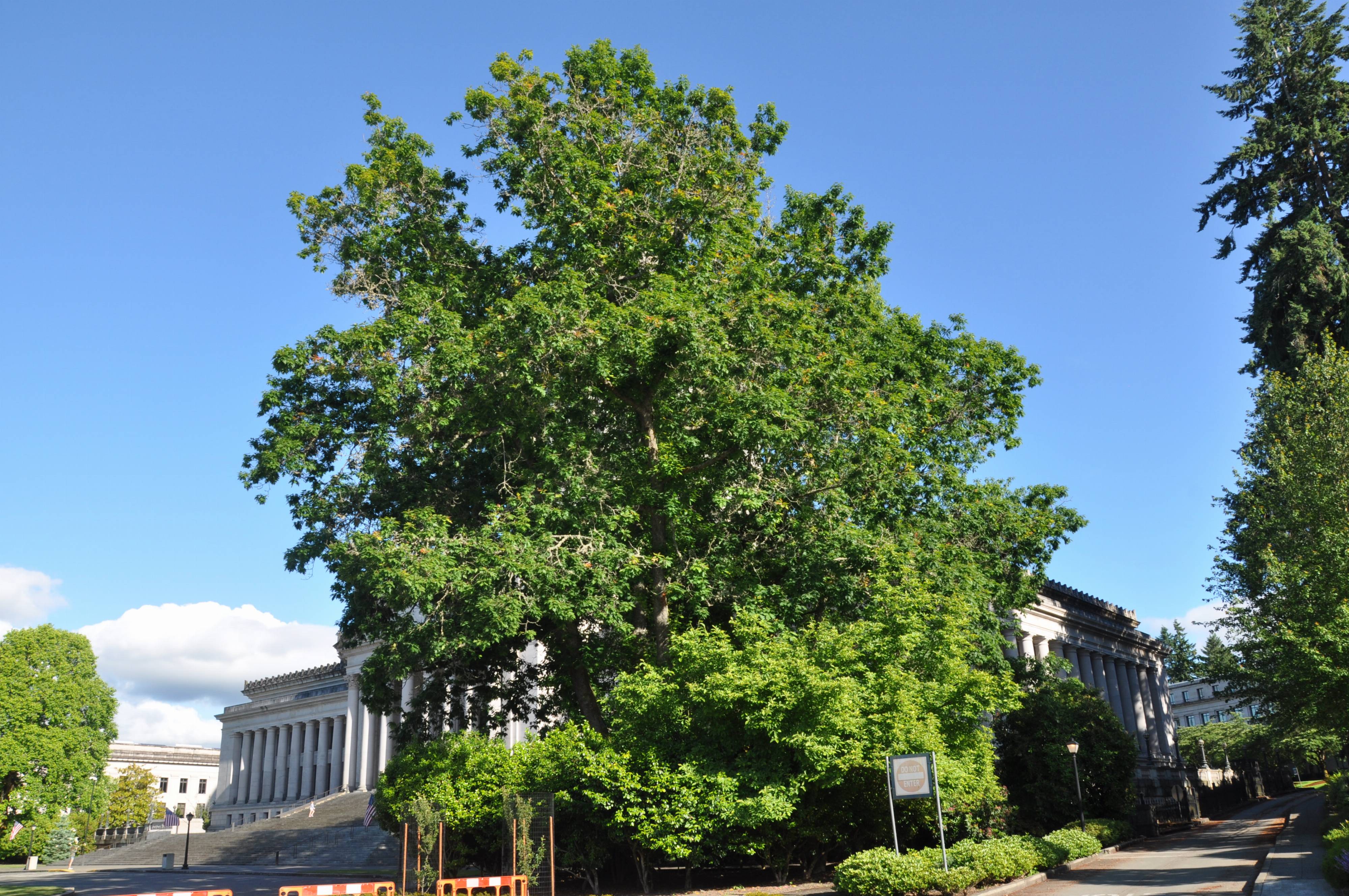 Quercus Rubra Landscape Architect39s Pages Quercus Rubra Red Oak,