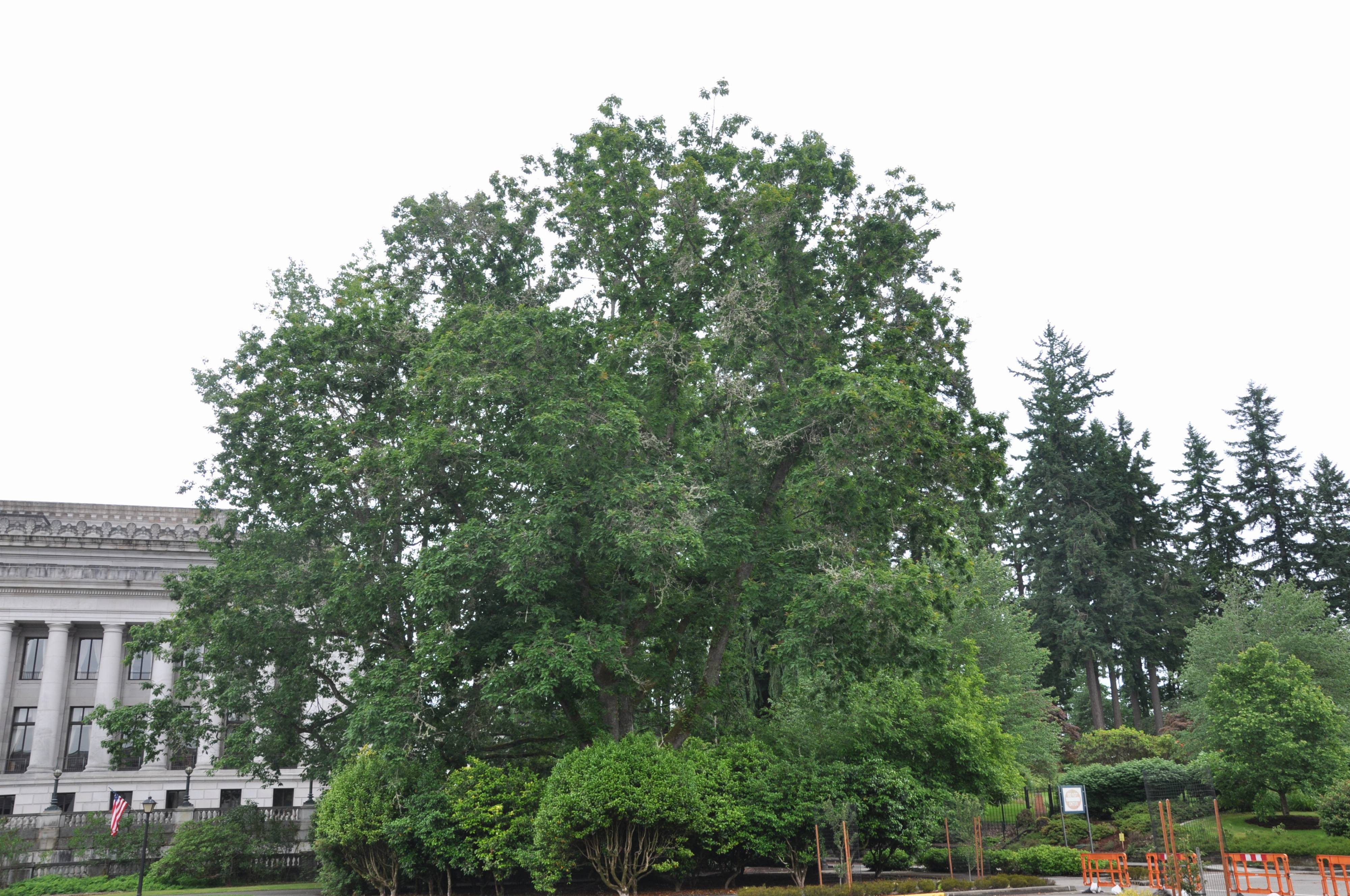Quercus Rubra Landscape Architect39s Pages Quercus Rubra Red Oak,