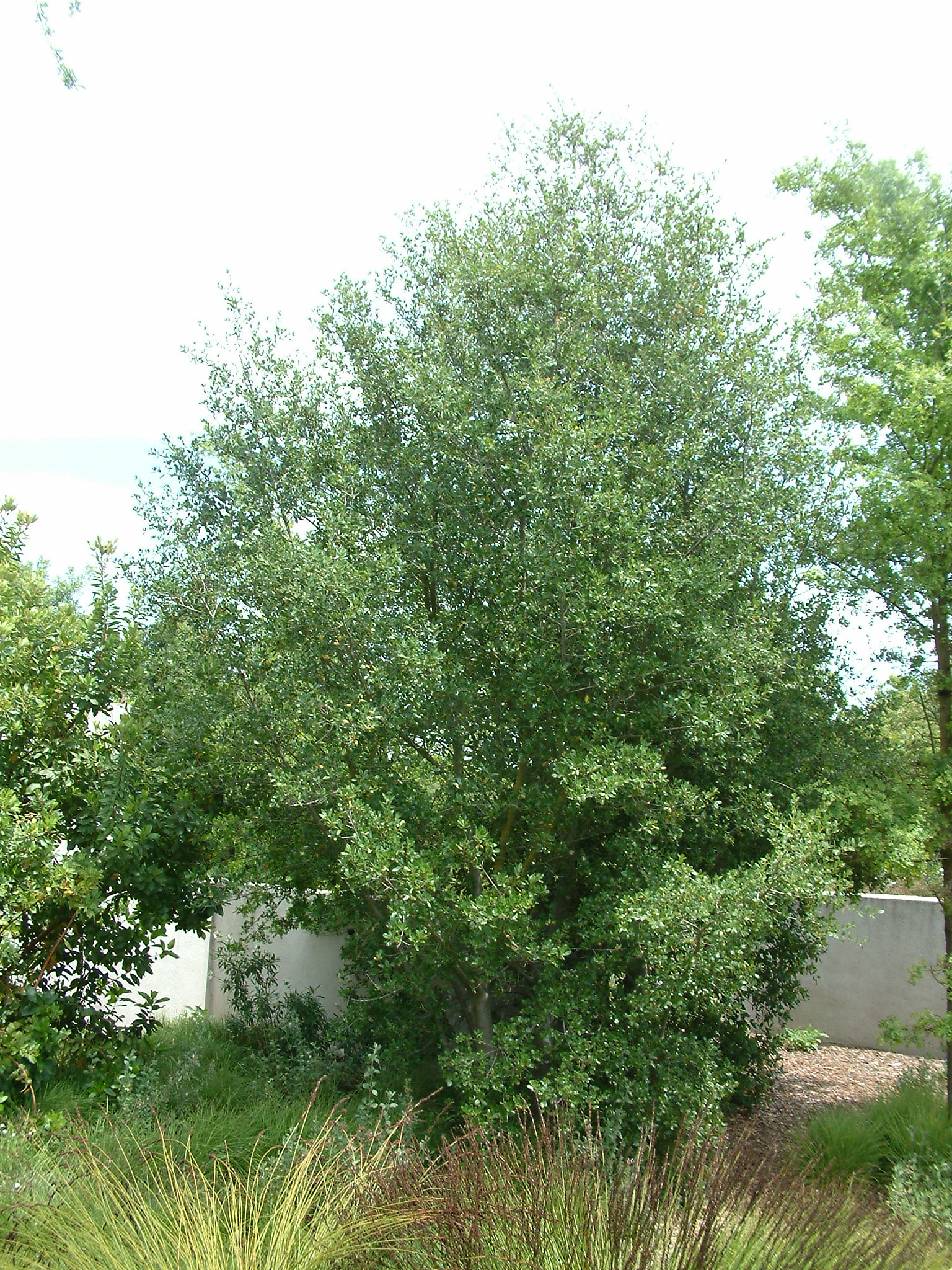 Quercus wislizenii - Interior Live Oak | PlantMaster