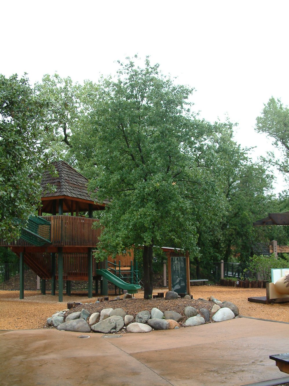 Quercus wislizenii - Interior Live Oak | PlantMaster