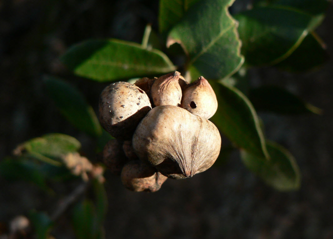 Quercus wislizenii - Interior Live Oak | PlantMaster