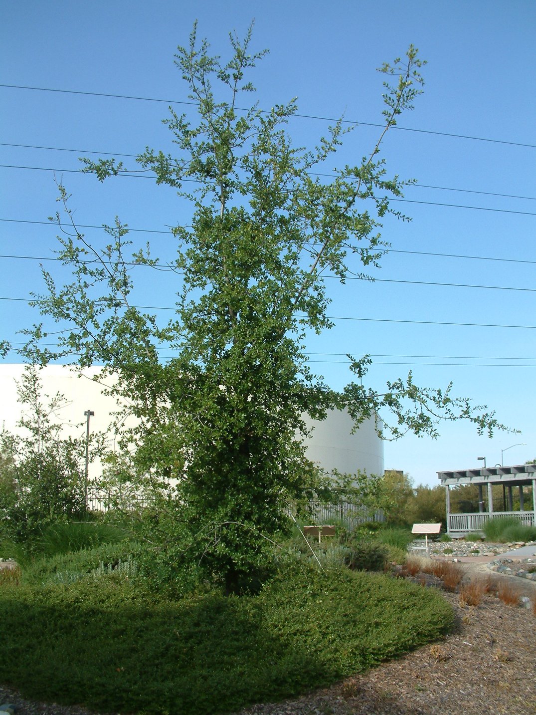 Quercus wislizenii - Interior Live Oak | PlantMaster