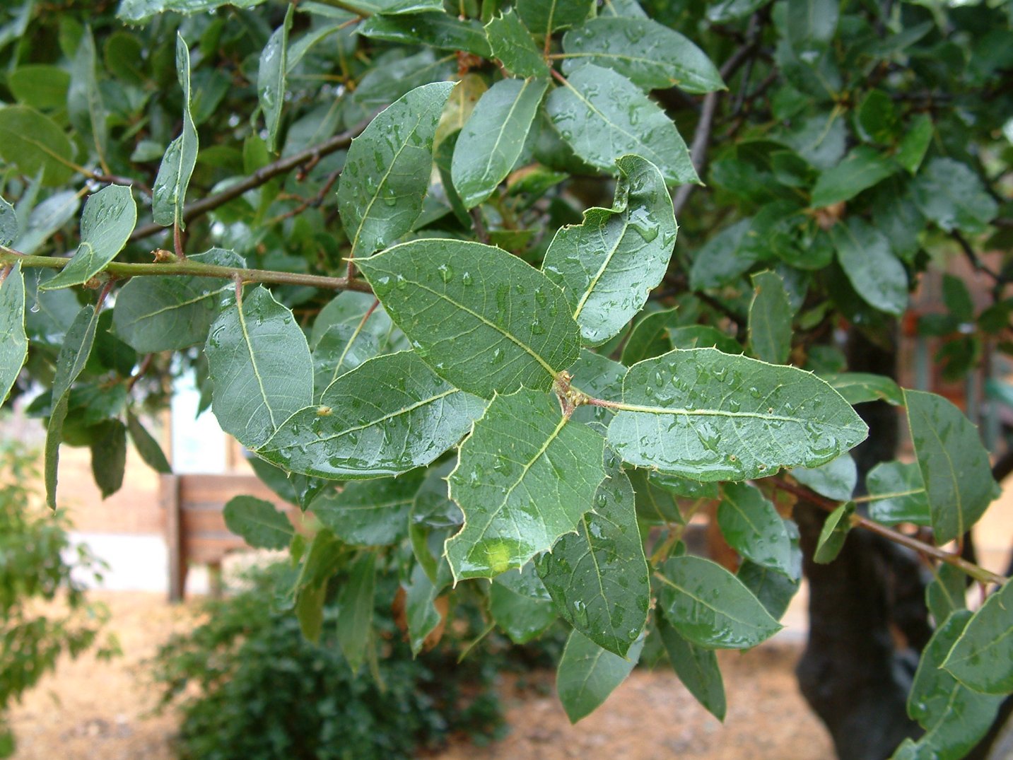 Quercus wislizenii - Interior Live Oak | PlantMaster