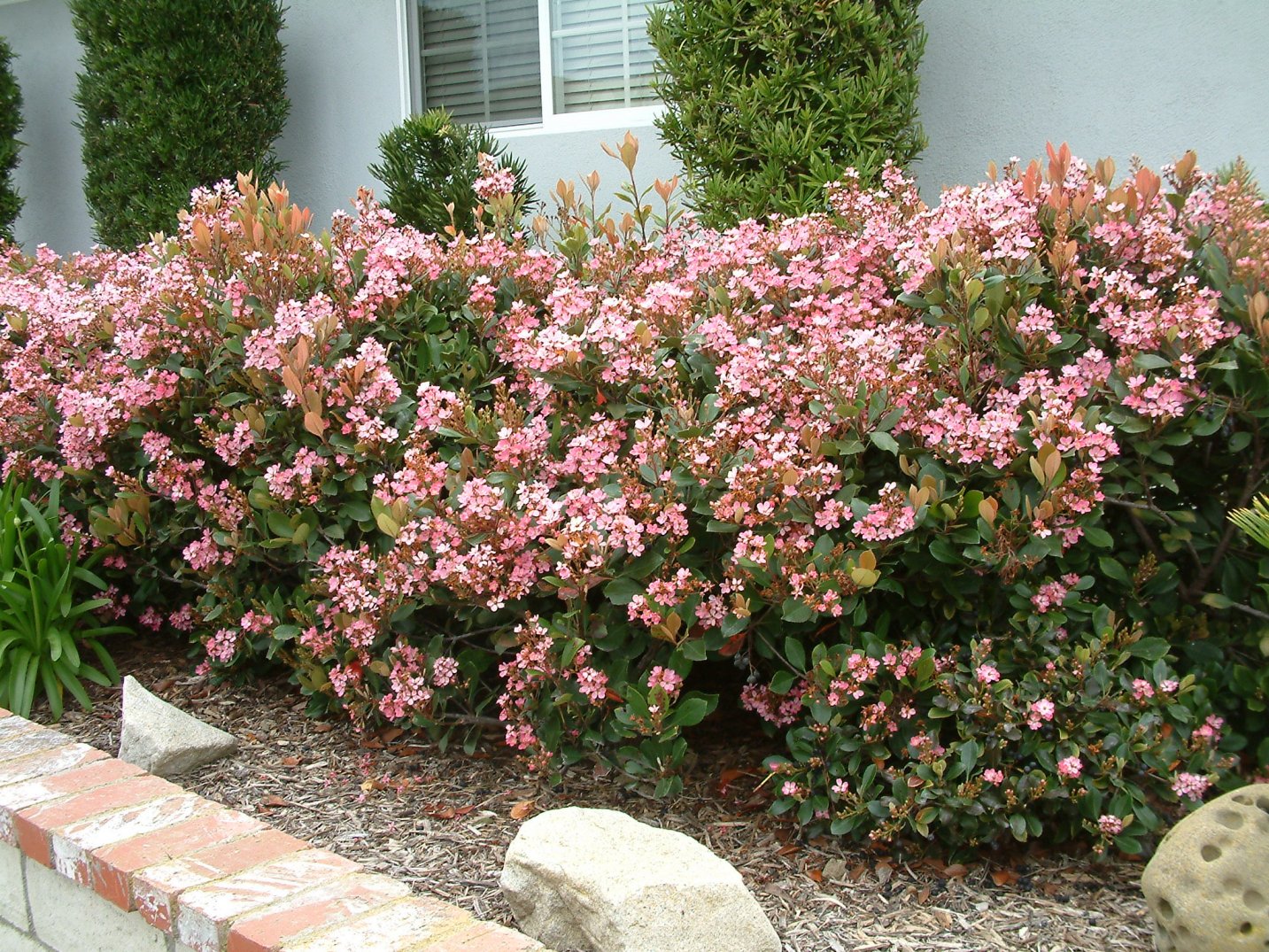 Indian Hawthorne Ground Cover Rhaphiolepis Umbellata 'Minor' (Indian