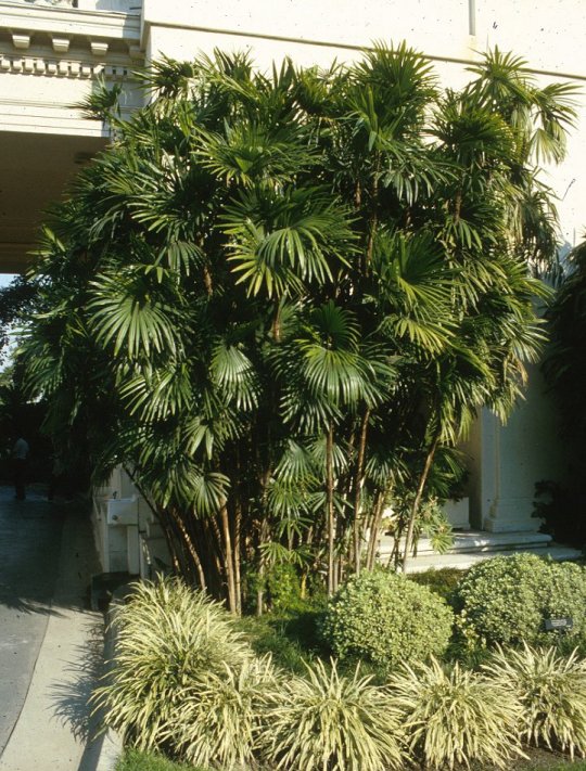 Rhapis humilis - Rattan Palm | PlantMaster