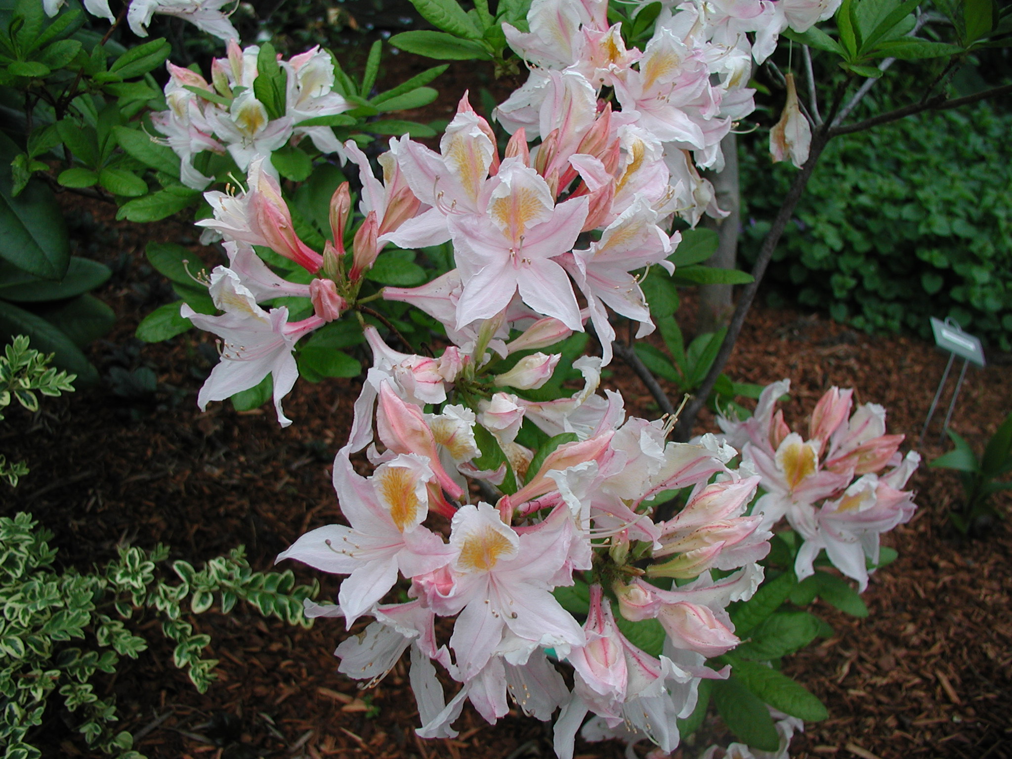 Rhododendron 'Irene Koster' - Irene Koster Rhododendron | PlantMaster