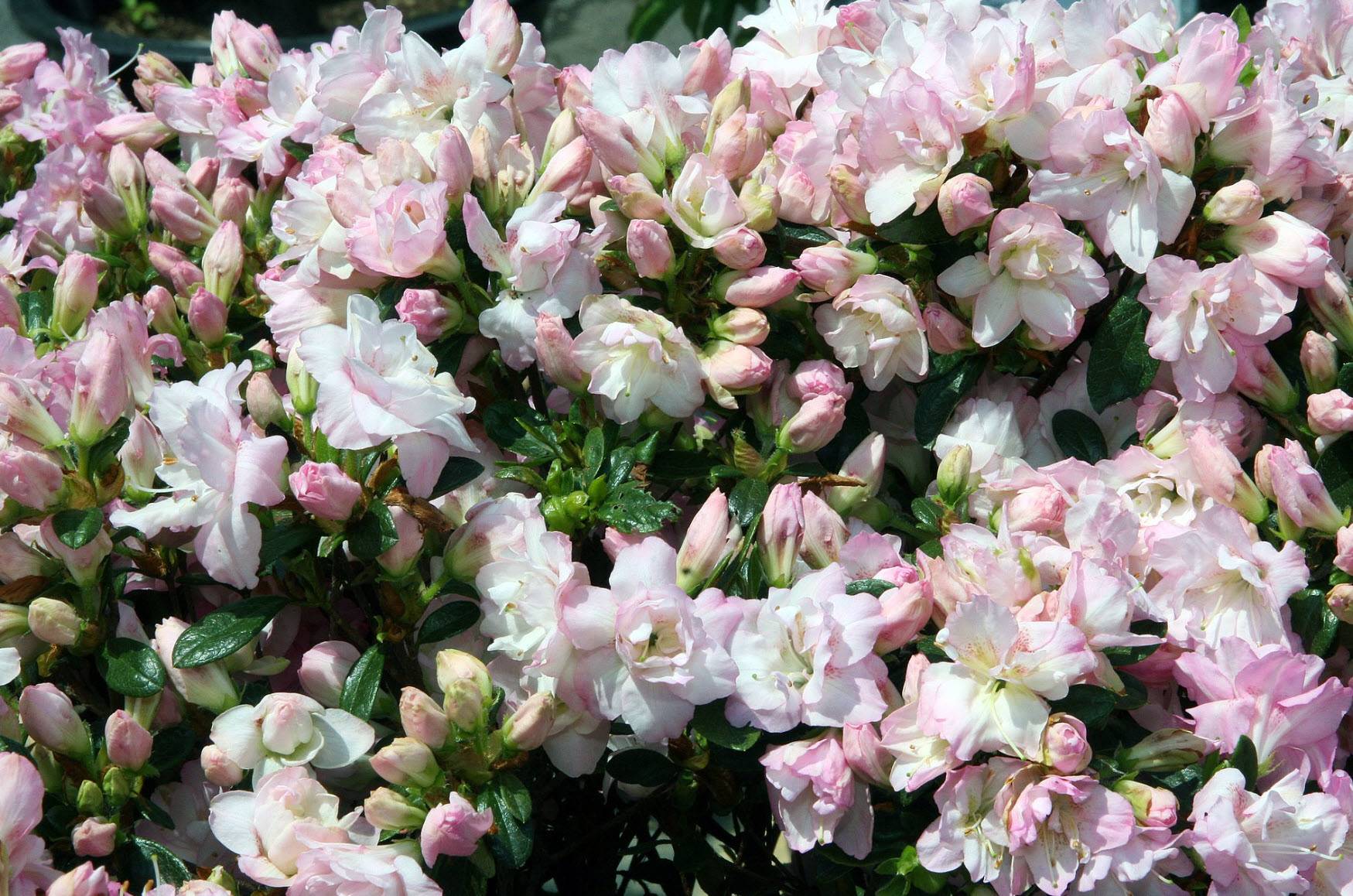 Rhododendron 'Laurie' - Laurie Rhododendron | PlantMaster