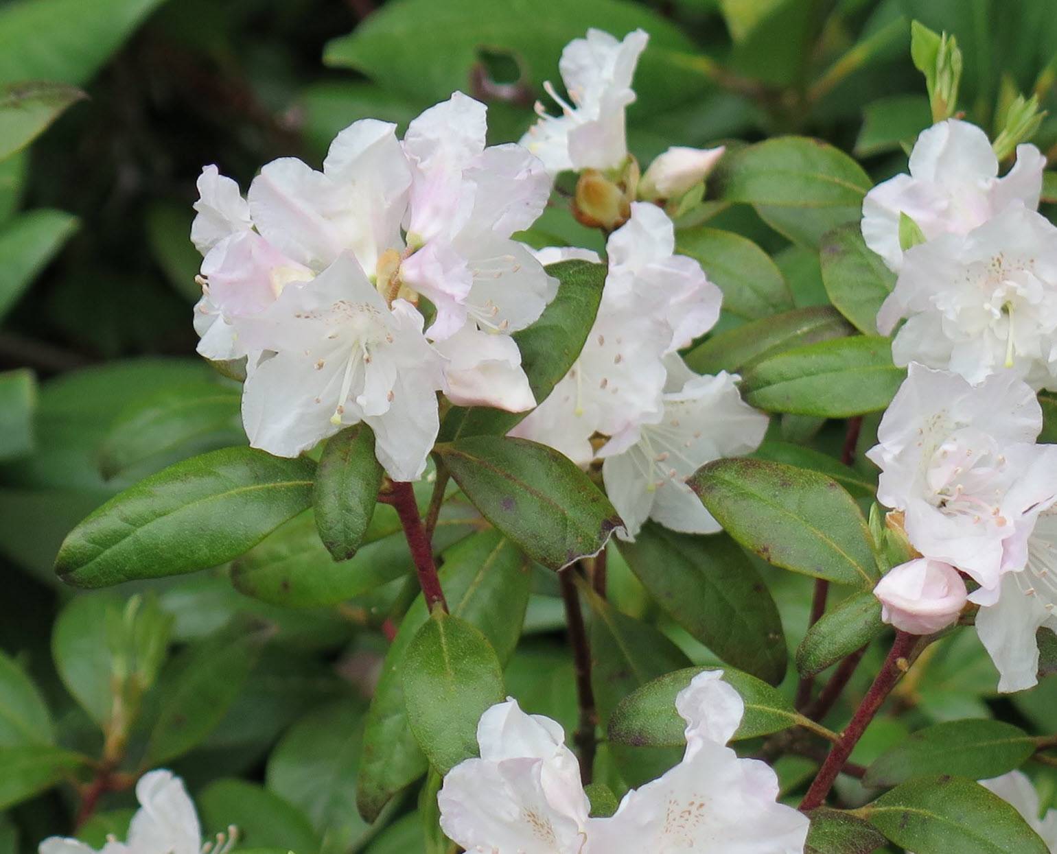 Rhododendron 'Laurie' - Laurie Rhododendron | PlantMaster