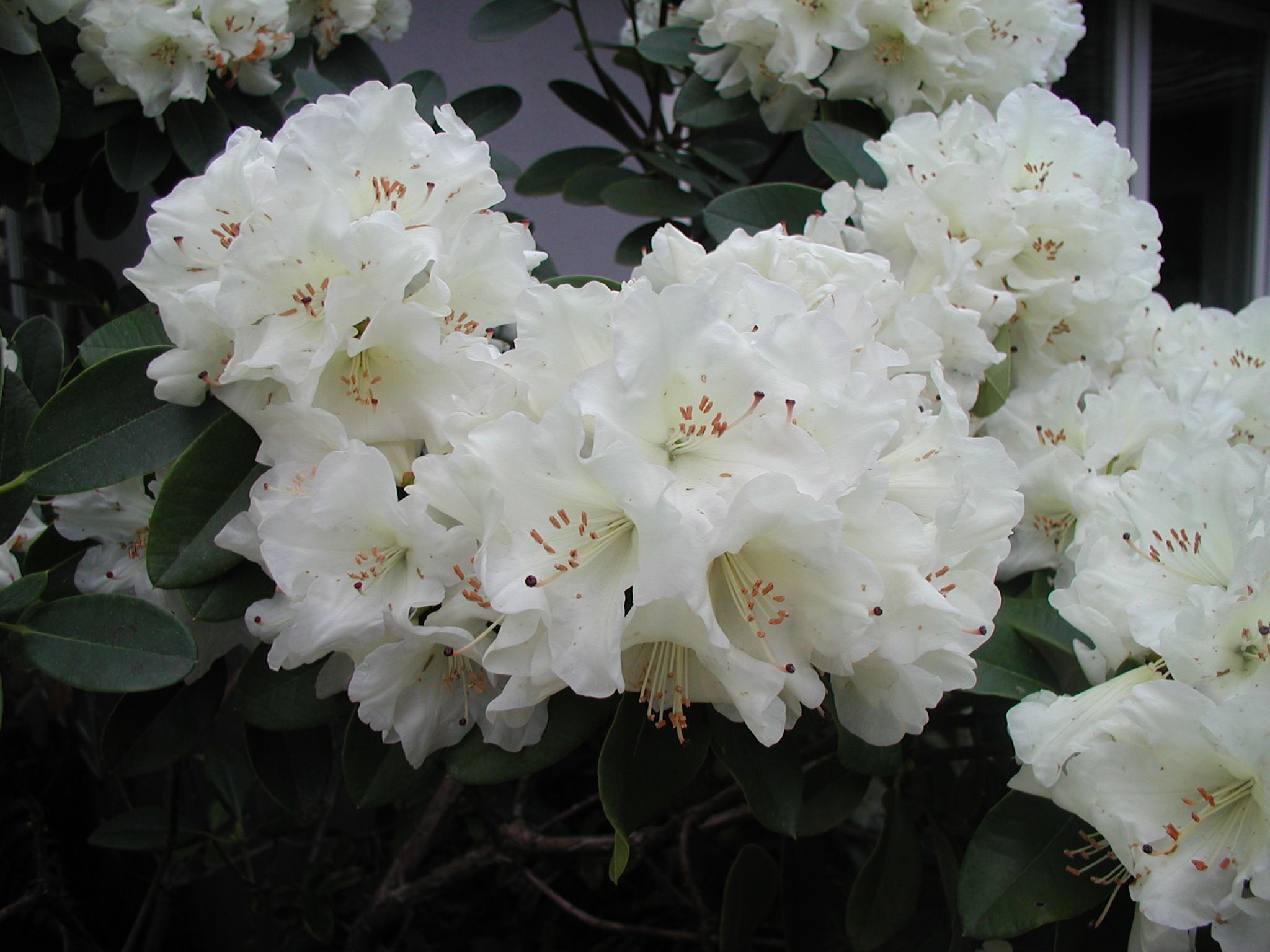 Rhododendron 'Unique' - Unique Rhododendron | PlantMaster