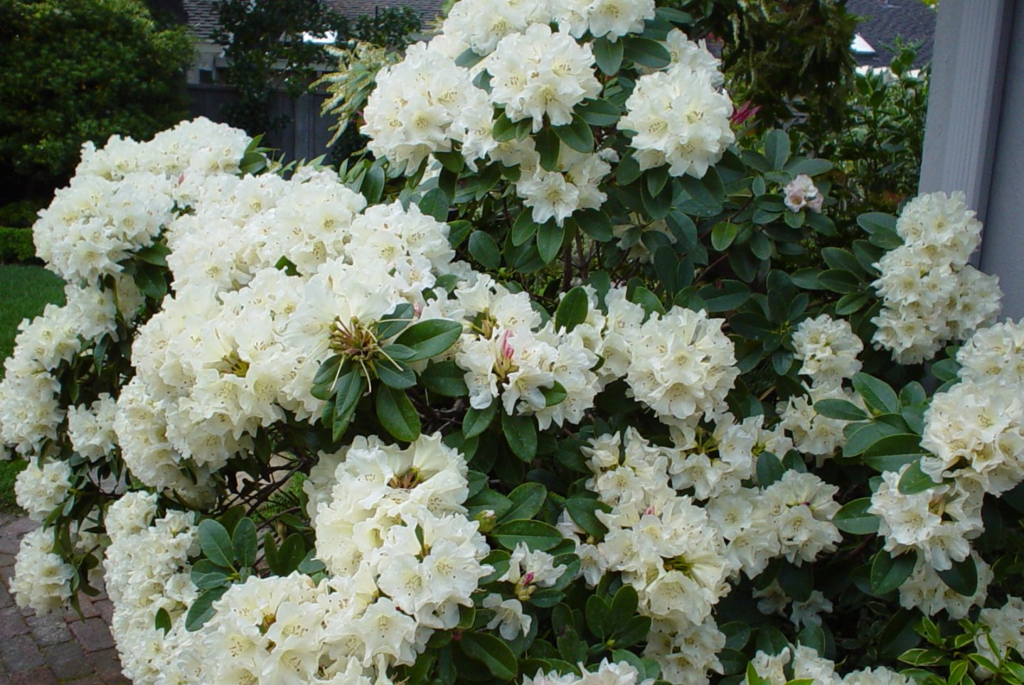 Rhododendron 'Unique' - Unique Rhododendron | PlantMaster