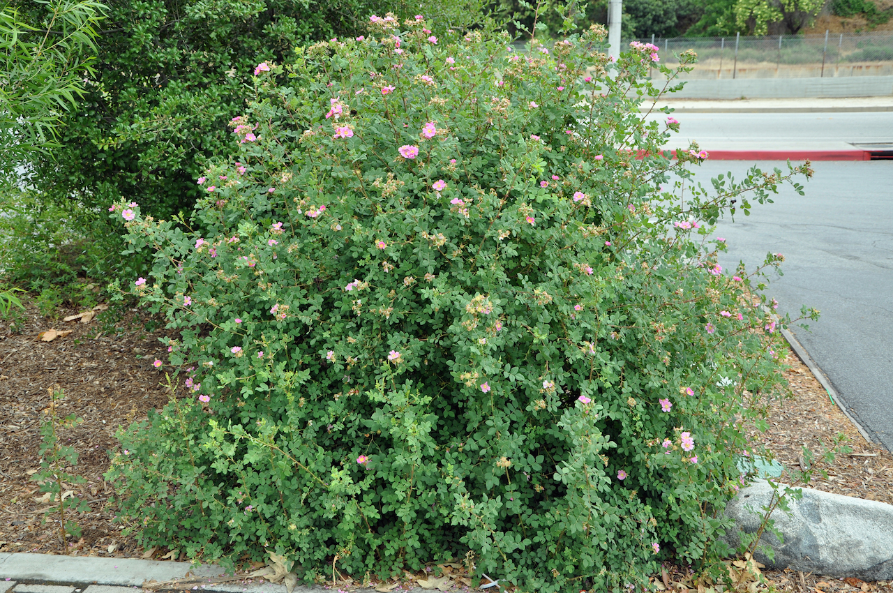 Rosa Californica Wild Rose