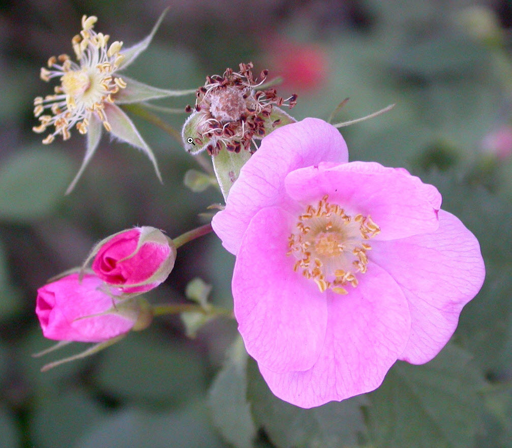 Rosa californica - California Wild Rose | PlantMaster
