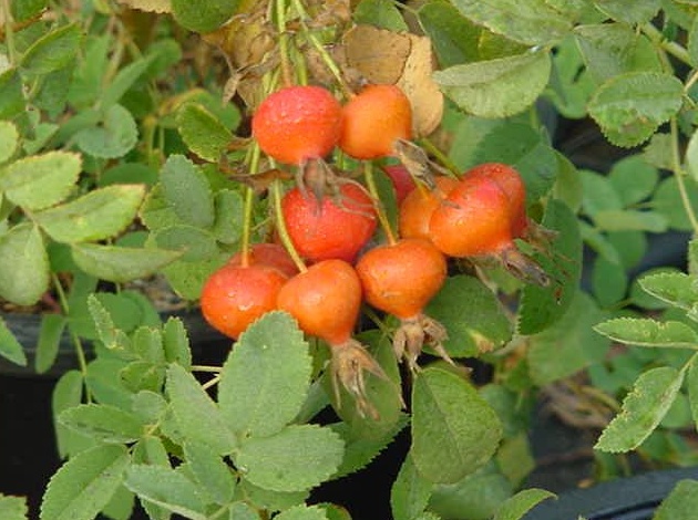 Rosa californica - California Wild Rose | PlantMaster