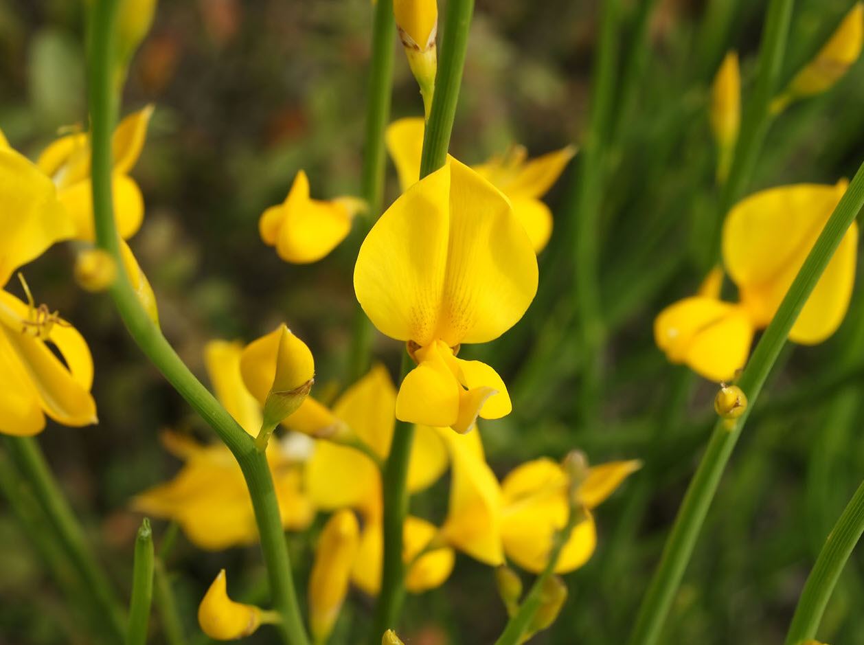 Spartium junceum - Spanish Broom | PlantMaster