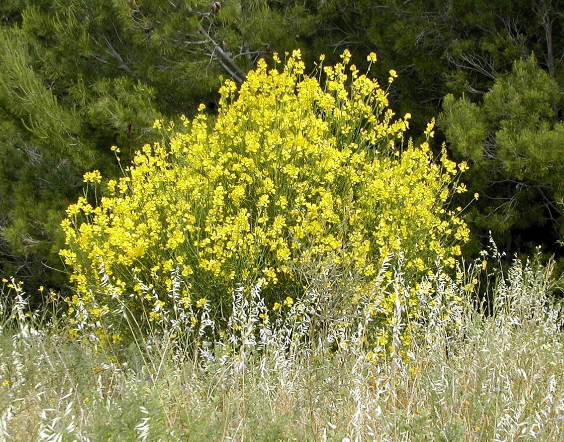 Spartium junceum - Spanish Broom | PlantMaster