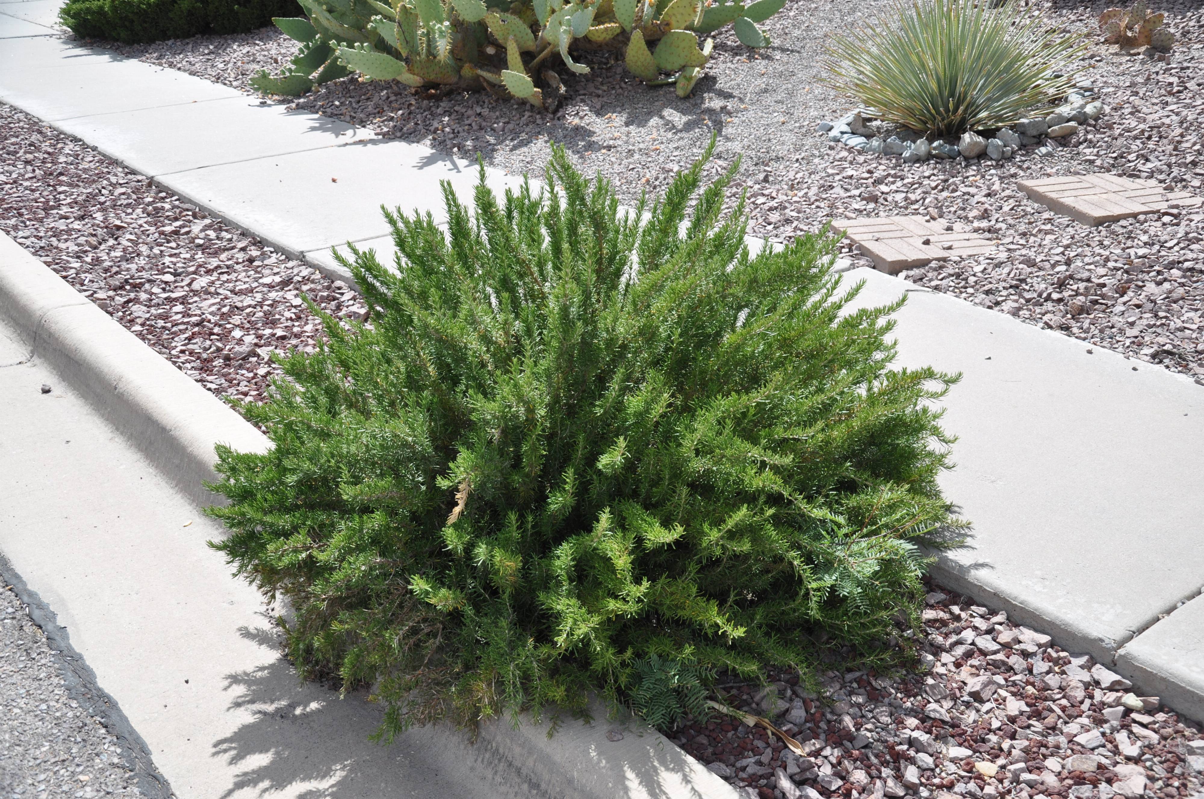 Rosmarinus Officinalis Arp