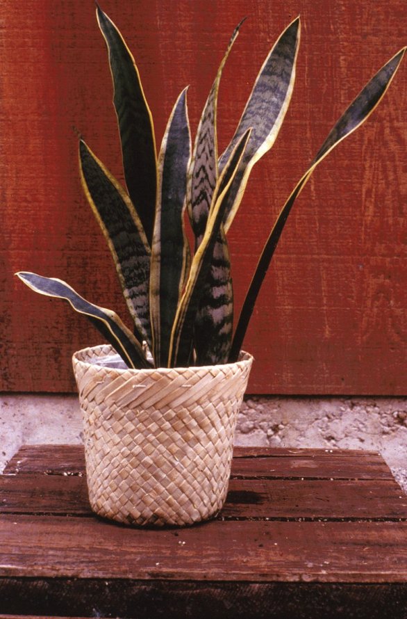 Sansevieria trifasciata - Variegated Snake plant | PlantMaster
