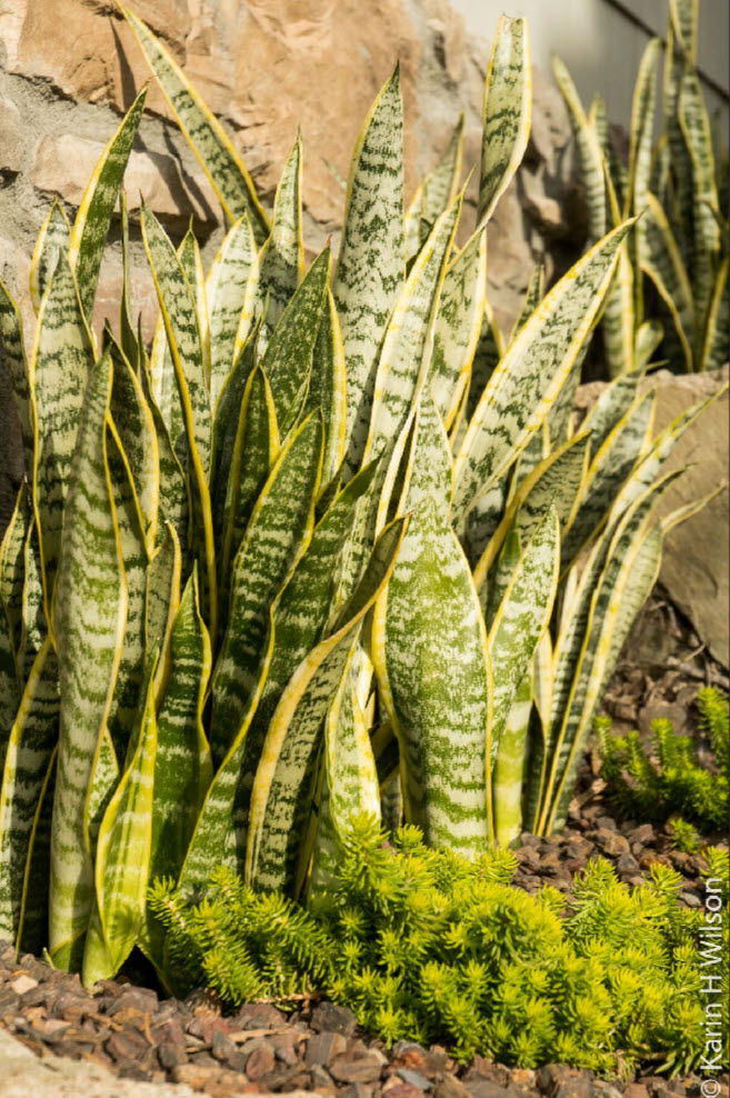 Sansevieria trifasciata - Variegated Snake plant | PlantMaster
