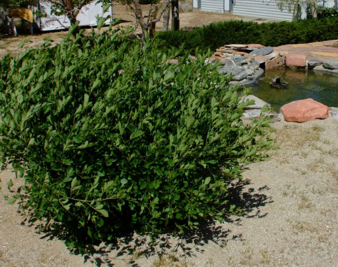 Simmondsia chinensis 'Vista' - Jojoba Vista | PlantMaster