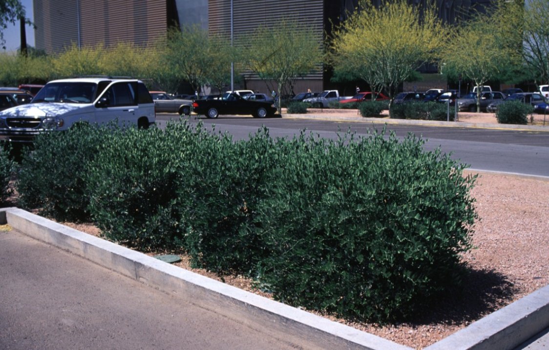 Simmondsia chinensis 'Vista' - Jojoba Vista | PlantMaster