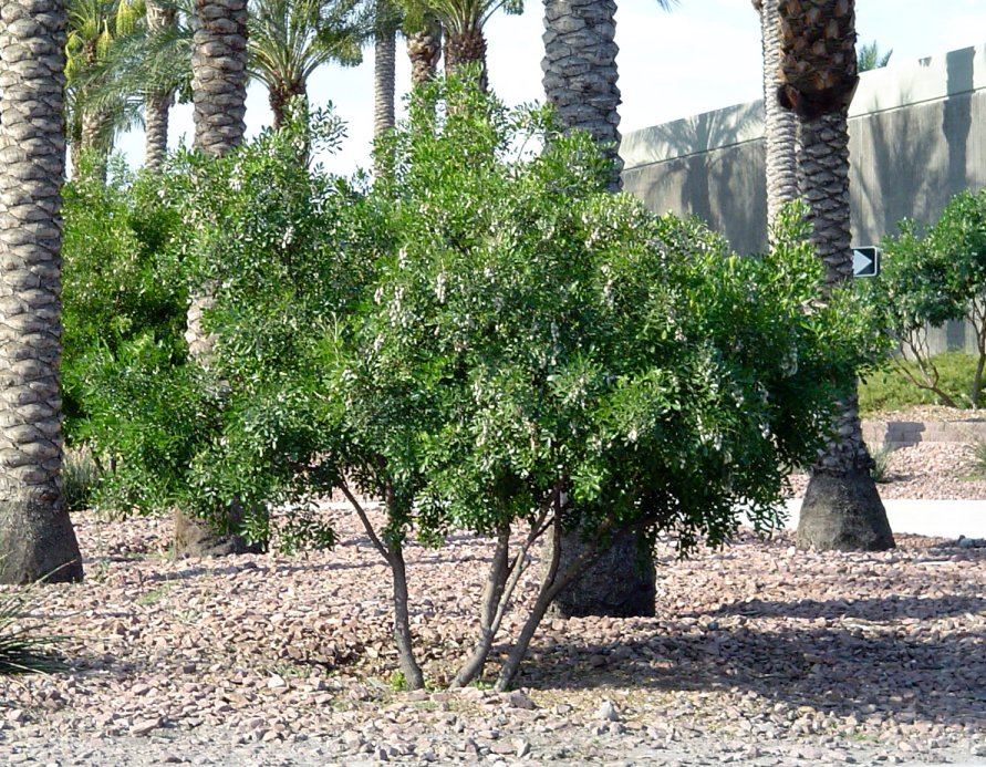 Sophora arizonica - Arizona Necklacepod | PlantMaster