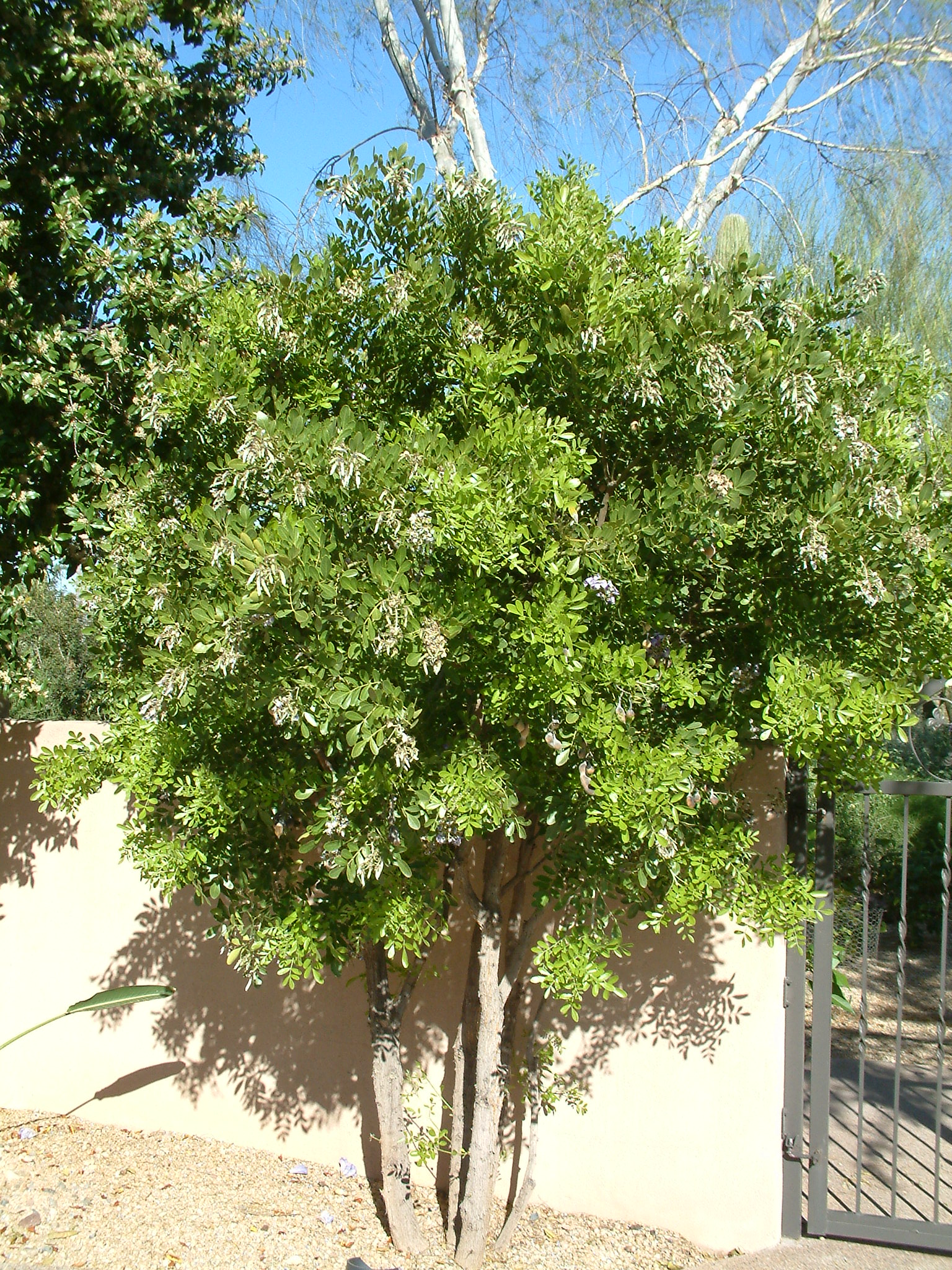 Sophora Secundiflora Sophora Secundiflora – Growing With Science